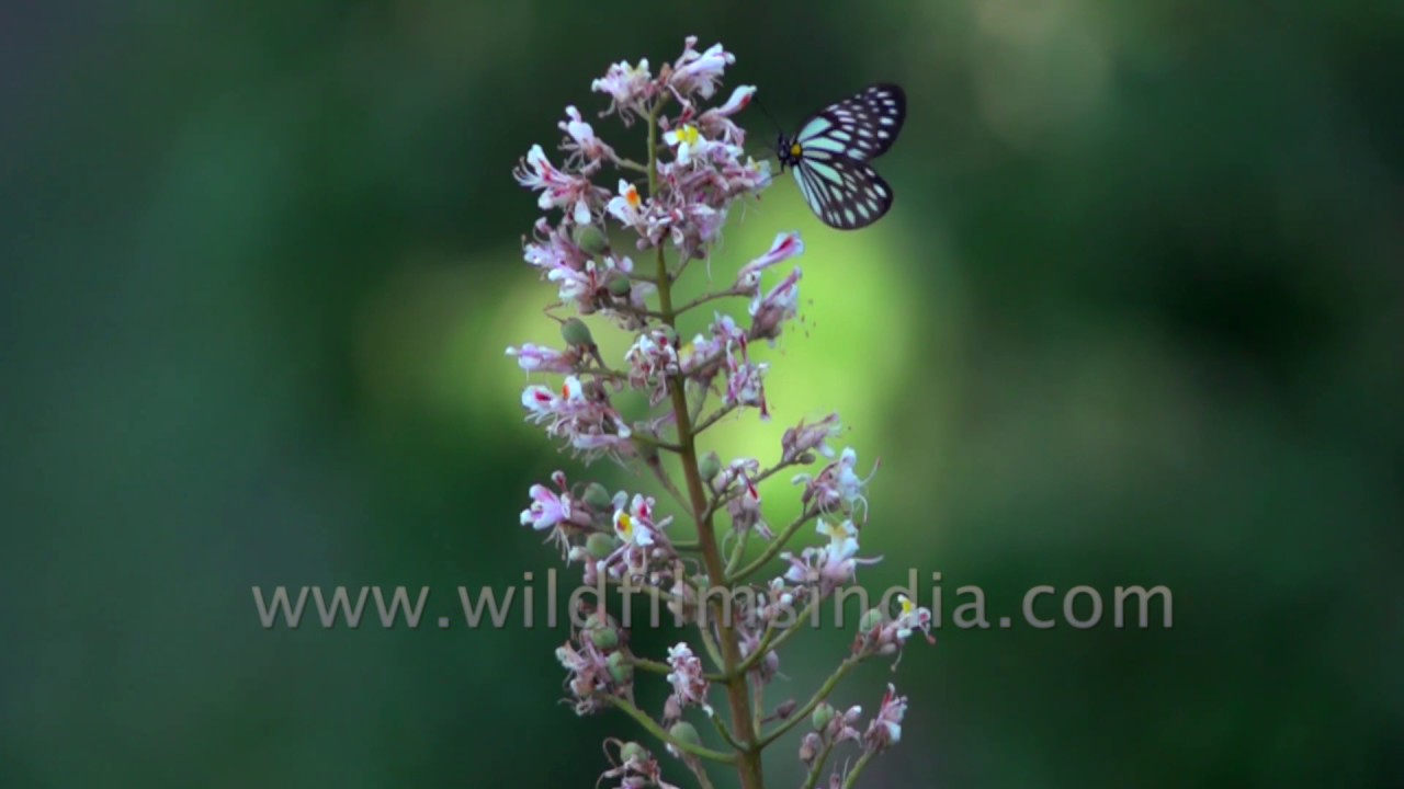 Butterflies flying in slow motion - YouTube