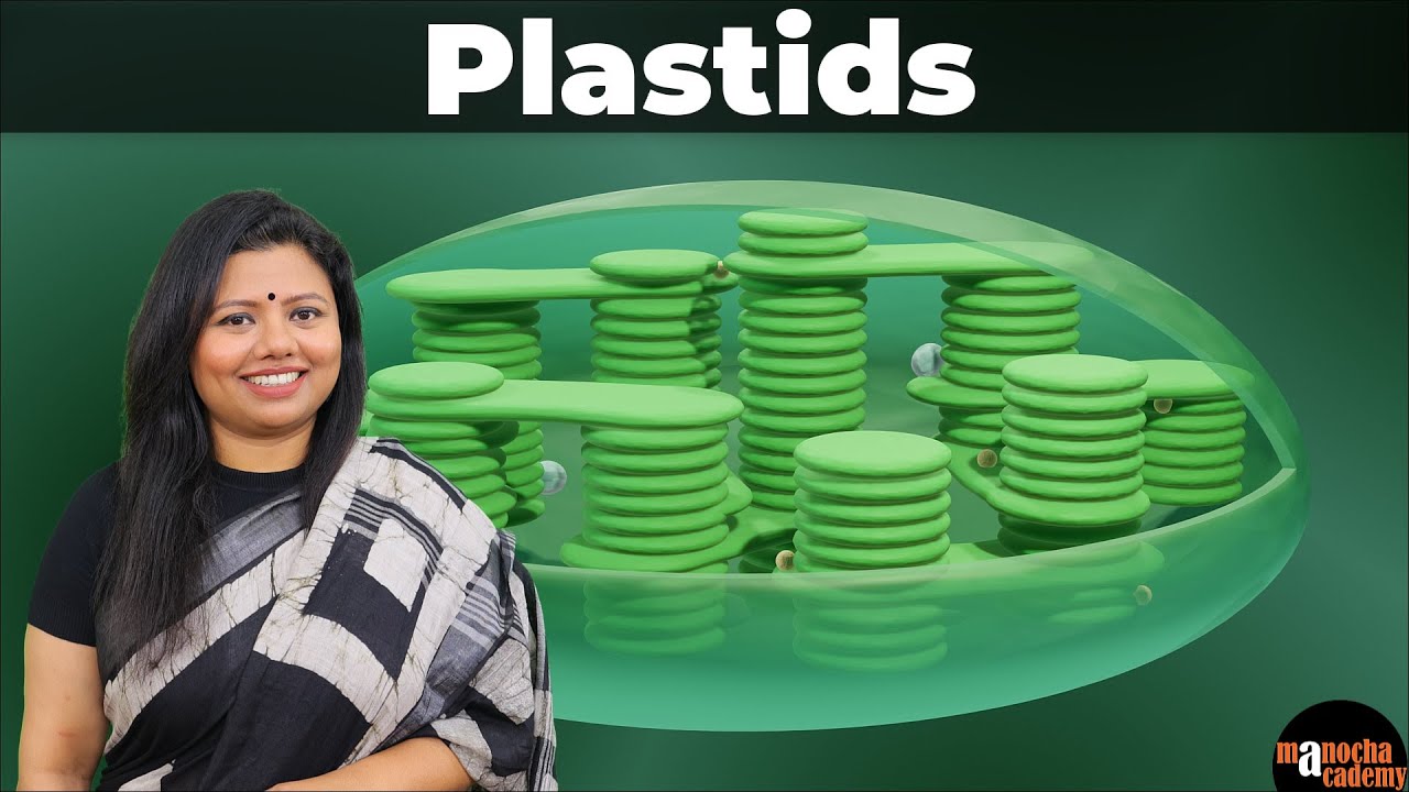 Plastids - YouTube