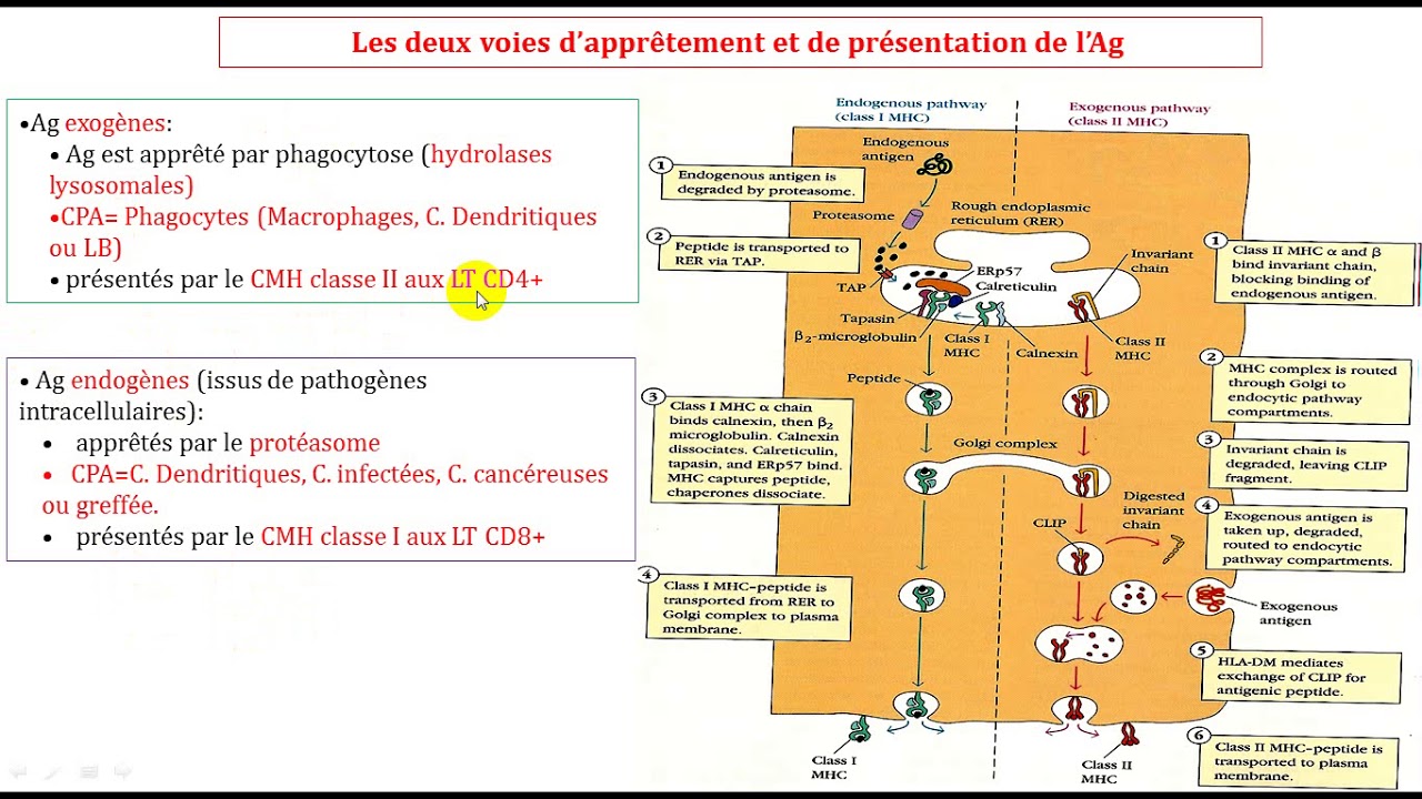 Partie 1 Coopération - YouTube