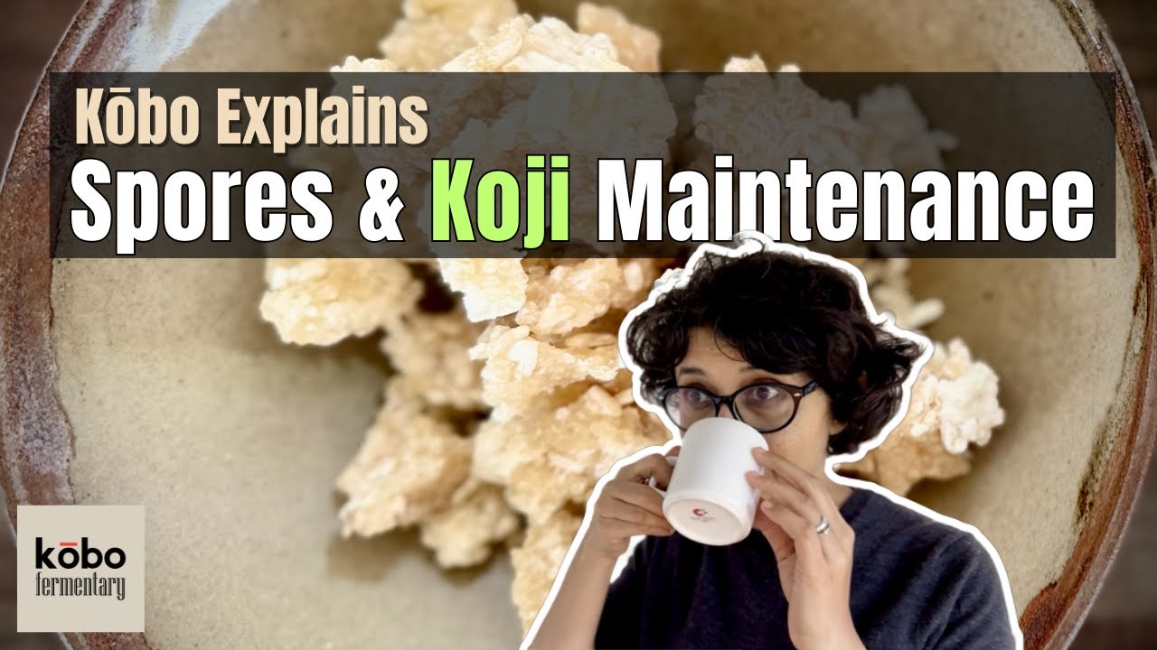 How to keep and store koji and koji spores? | FERMENTATION | Kobo Explains - YouTube