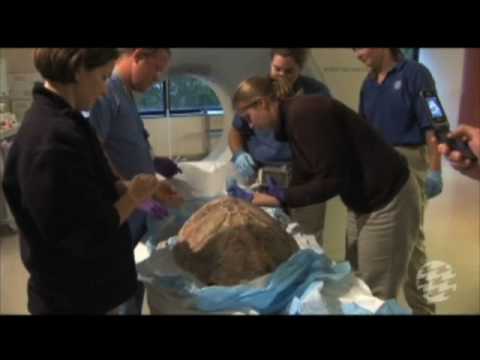 Rescued Loggerhead Sea Turtle CT Scan - YouTube