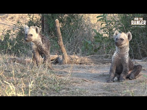Watching Hyenas Again! Part 18