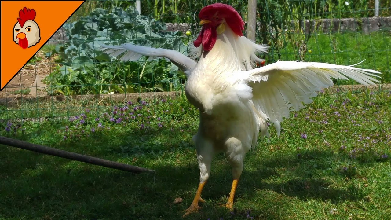 Rooster Crowing in the Morning - Leghorn Rooster - Chicken Sounds and ...