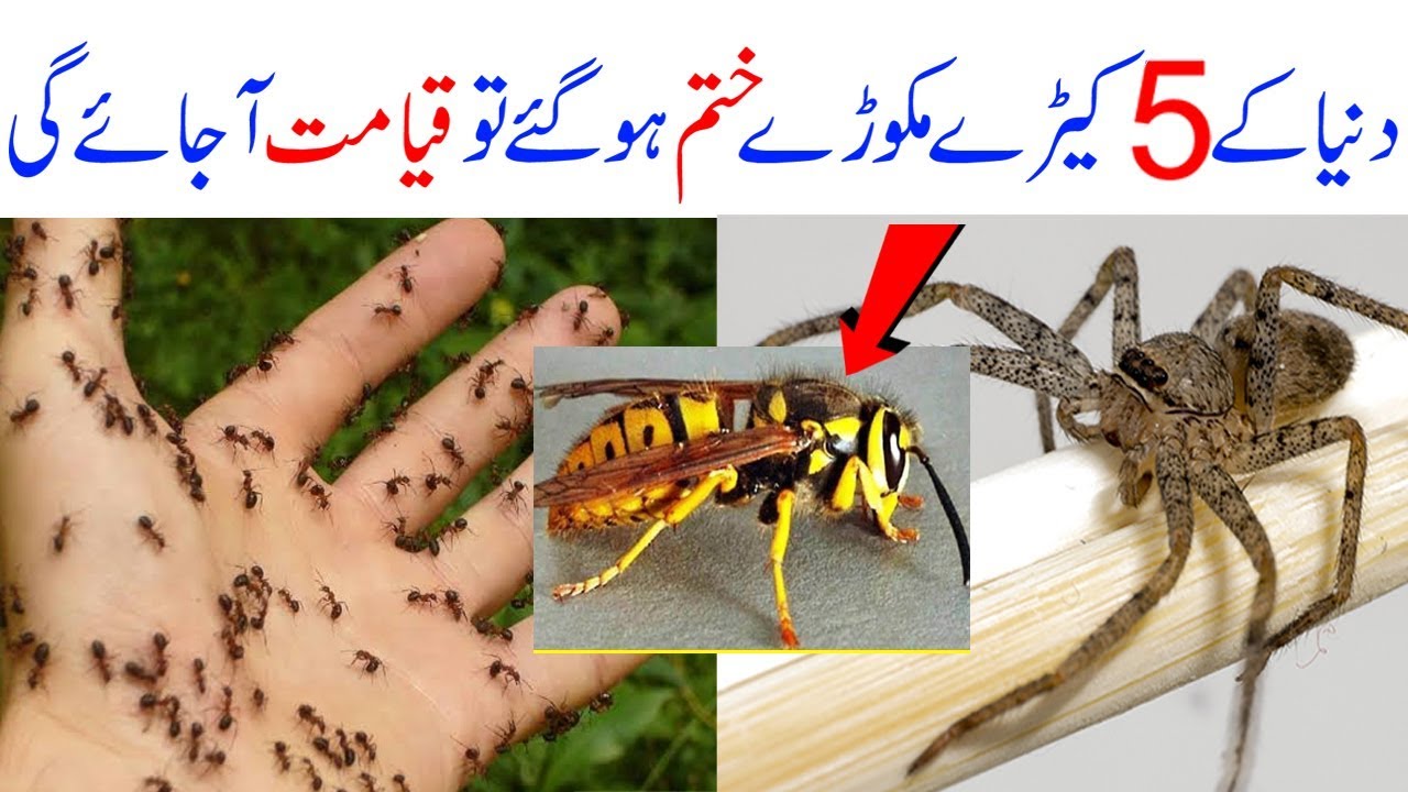 Amazing Facts About Insects Hindi Urdu | BOL PAPA BOL - YouTube