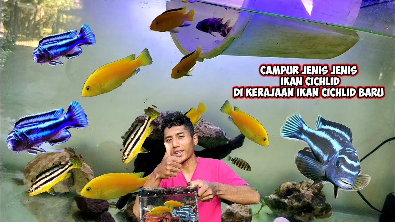 CAMPUR JENIS JENIS CICHLID YG ADA DI RUMAH KE AKUARIUM Kerajaan CICHLID ...