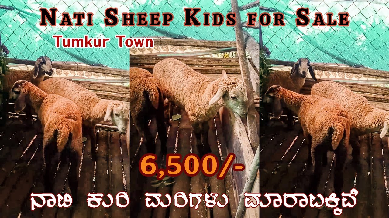 Nati Male Sheep Kids for Sale for Fattening purpose at Tumkur Town ...