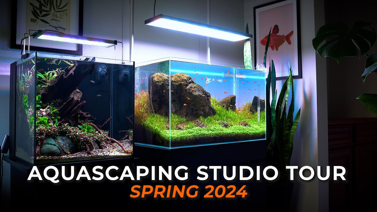 ALL MY PLANTED AQUARIUMS - Aquascaping Studio Tour | Spring 2024 - YouTube
