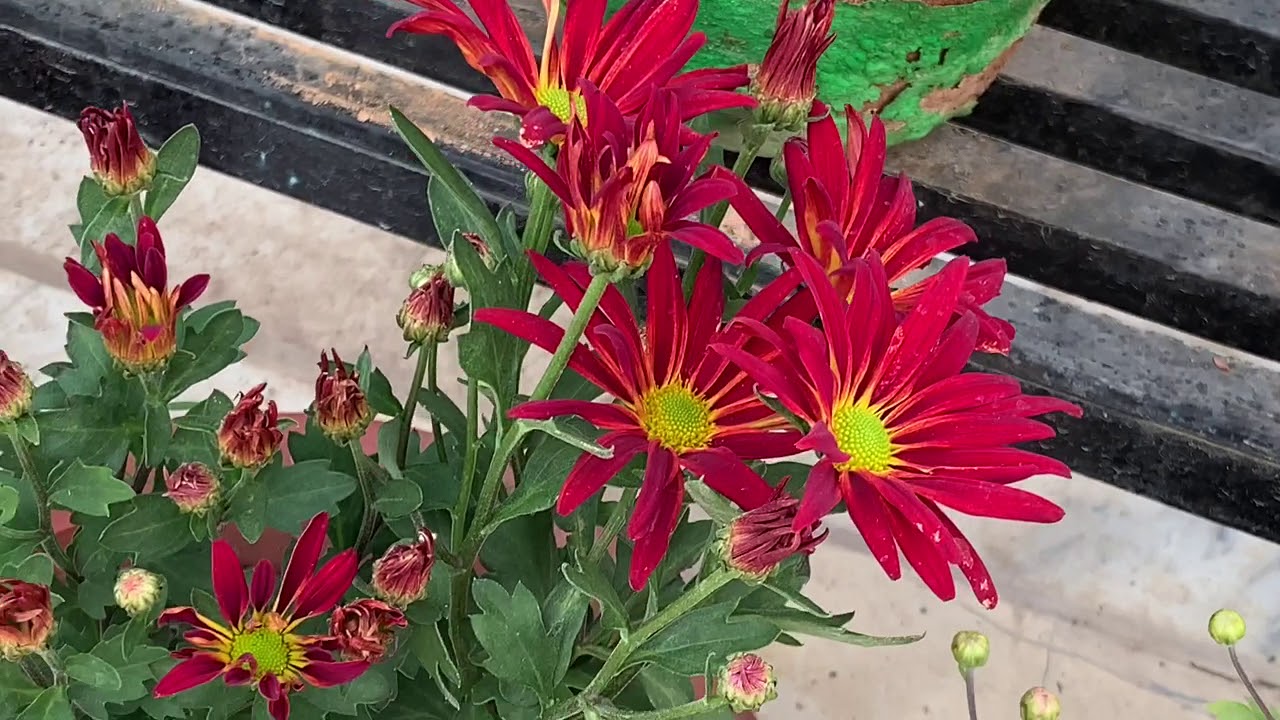 Chrysanthemum/ Guldavari Flower Overview - YouTube