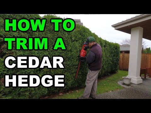 How To Trim Cedar Hedge With Electric Trimmer