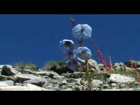Himalayan blue poppy/Meconopsis grandis \