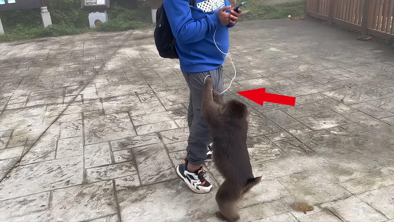 The monkey is robbing people - YouTube