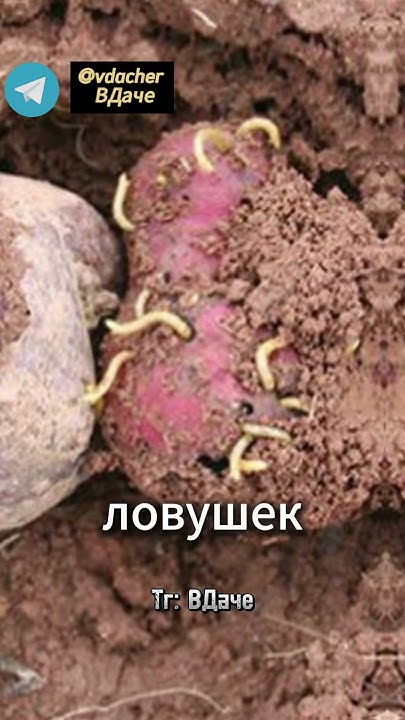 Ловушка для проволочника и вы забудете о них навсегда 🫡#дача #сад # ...