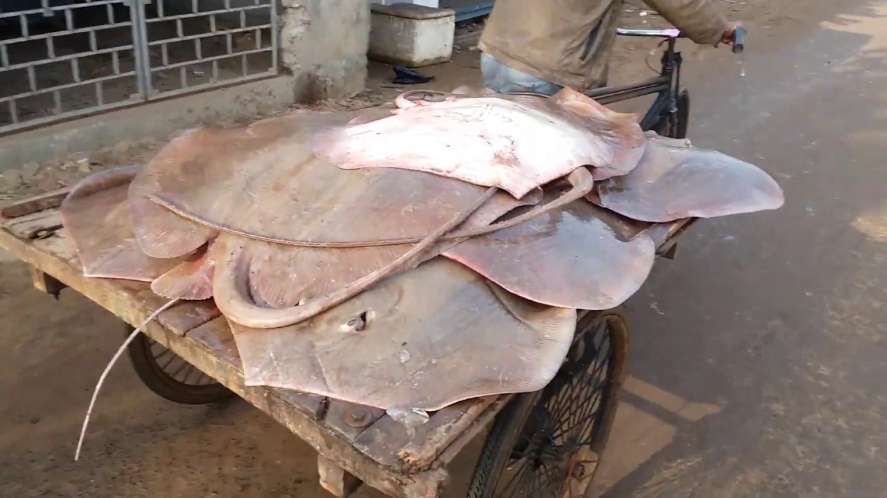 MOHANA(DIGHA) FISH MARKET, INDIA! - YouTube