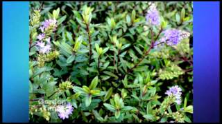Plant Pick - Hebe Turkish Delight