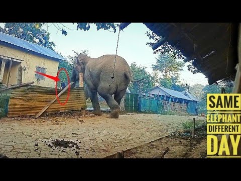 Wild Elephant Attack😱😱 || Wild elephant broke the fence and entered the house🐘||