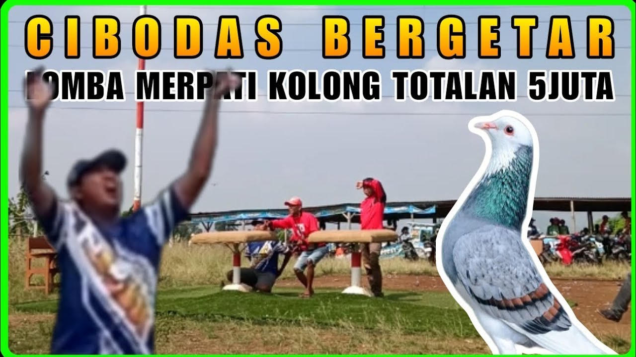Lomba merpati kolong cibodas | portal merpati - YouTube