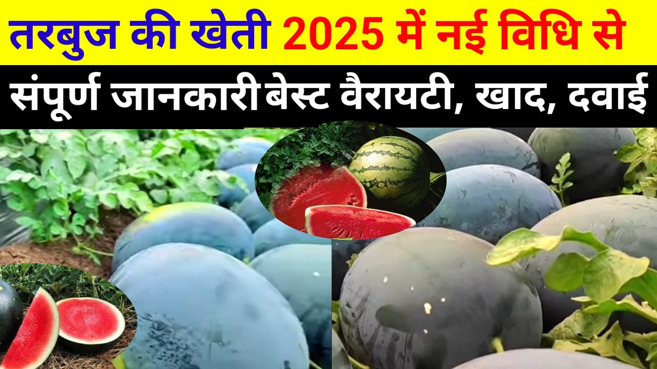तरबूज की खेती कब और कैसे करें |Tarbuj ki kheti kaise kare |tarbuj ki ...