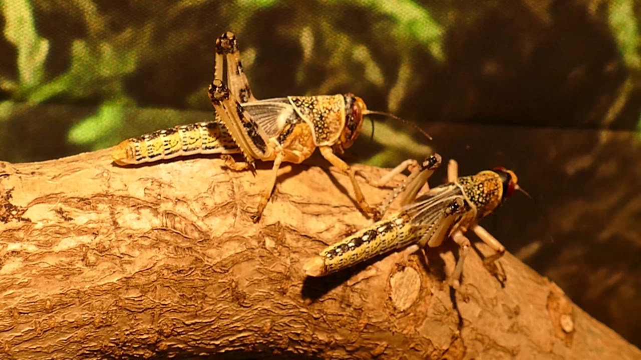 Grasshopper Stock Video | Free Stock Footage - YouTube