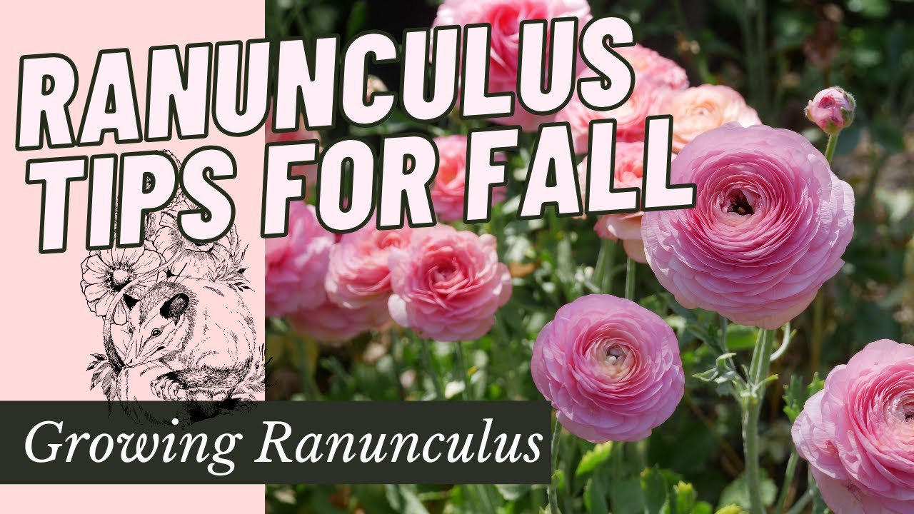 Ranunculus Planting Guide Ranunculus Growing Guide Renfrow Farms