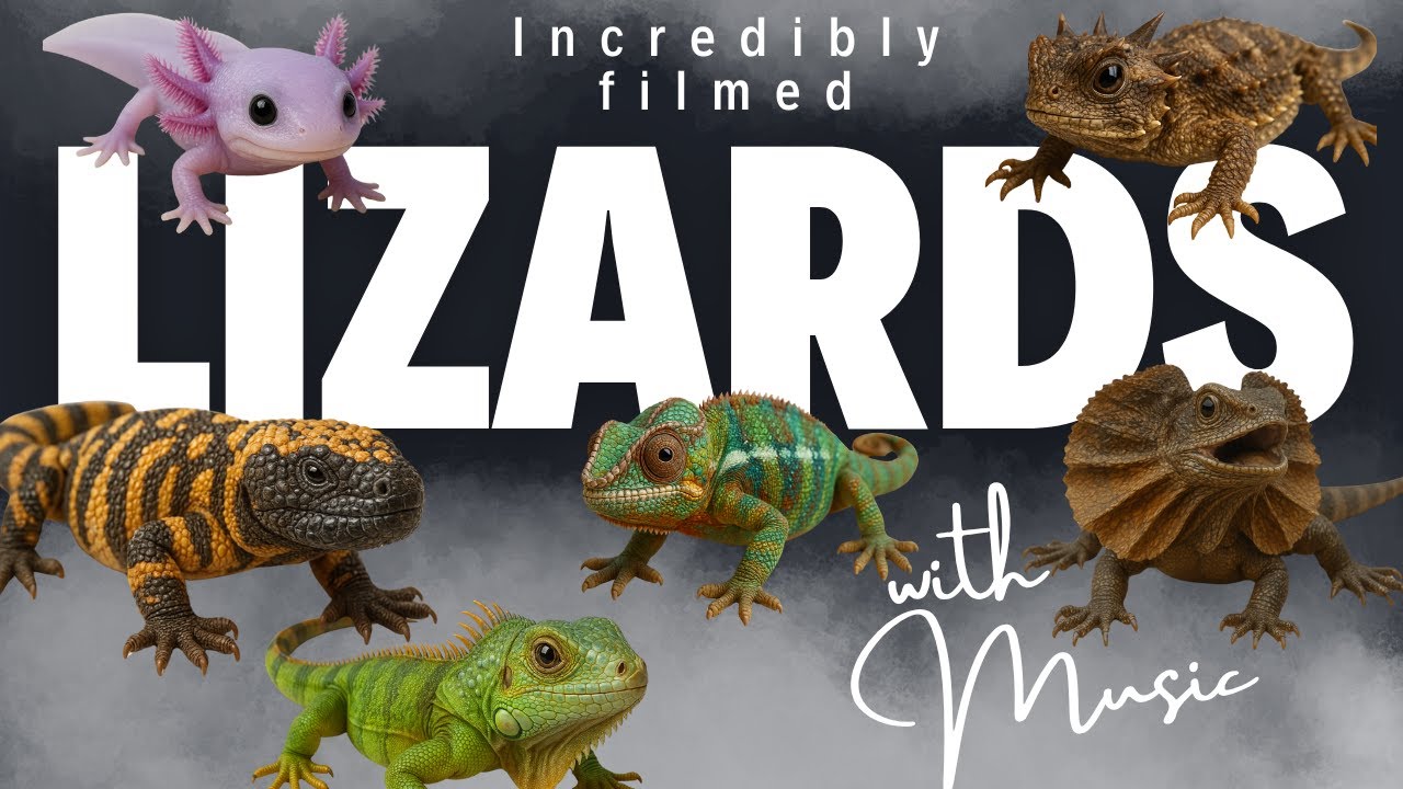 23 Remarkable Lizards with Soothing Music #reptiles #pets #lizards # ...