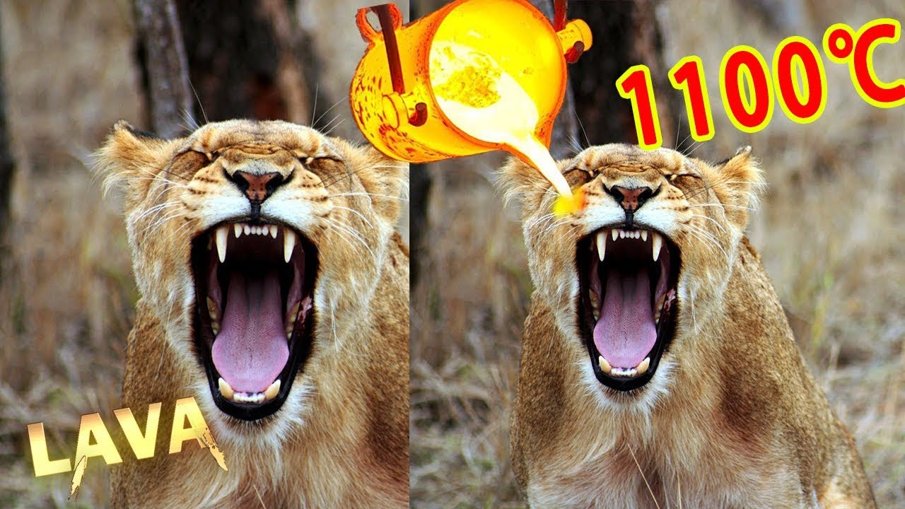 Experiment : LAVA VS Lion - YouTube