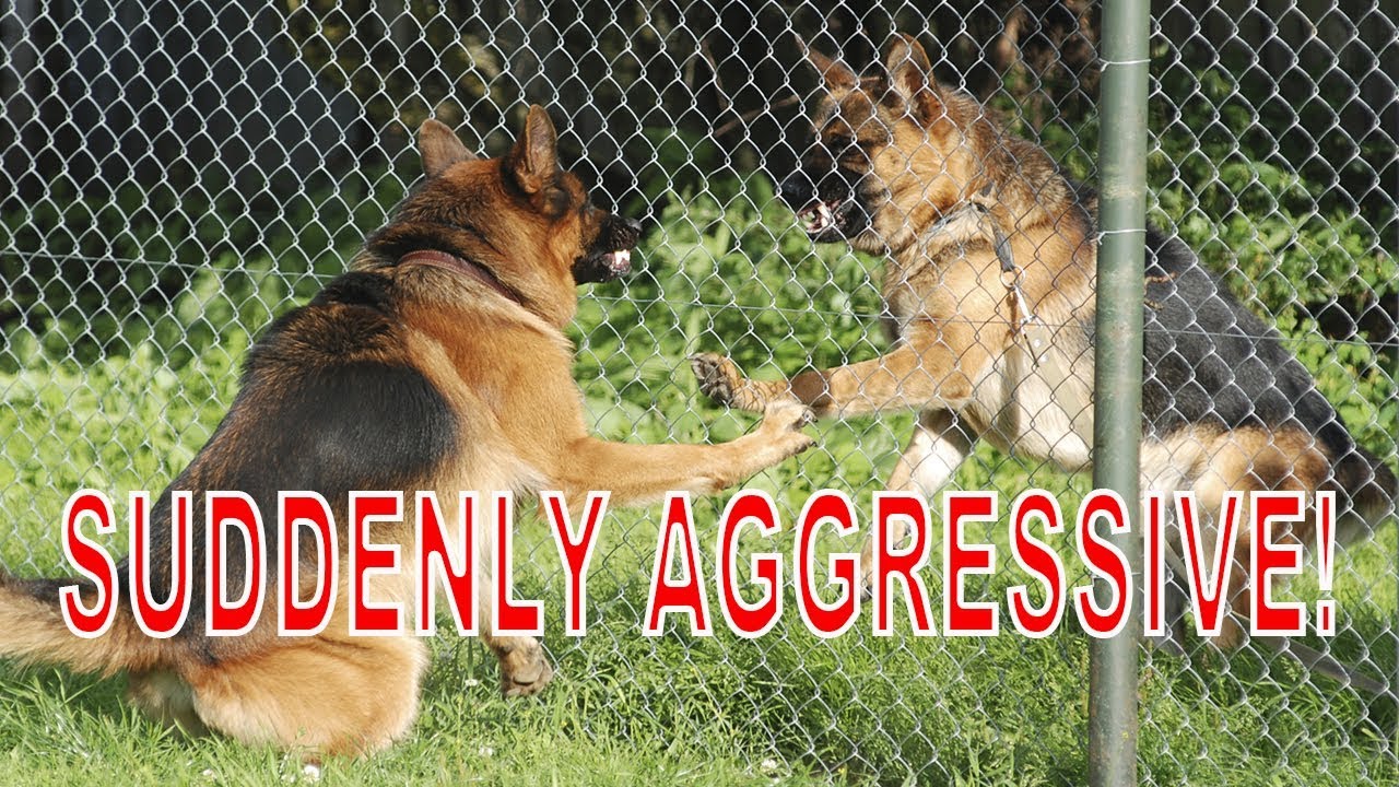 Our German Shepherd Dog is Suddenly Aggressive - Dog Training Advice ...
