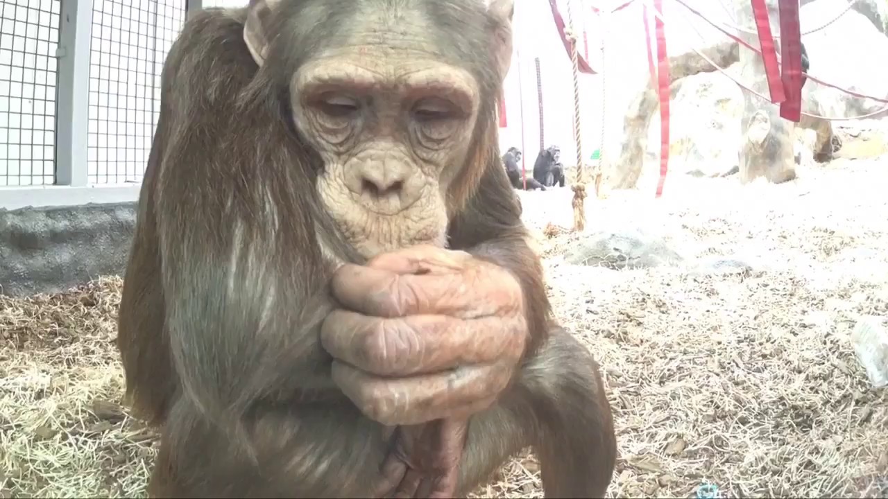 Monkey picking spot Amazing close up video HQ - YouTube