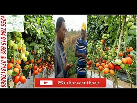 KILIMO CHA NYANYA: MBEGU BORA,MBOLEA ZA KUPANDIA NYANYA,AINA ZA NYANYA ...