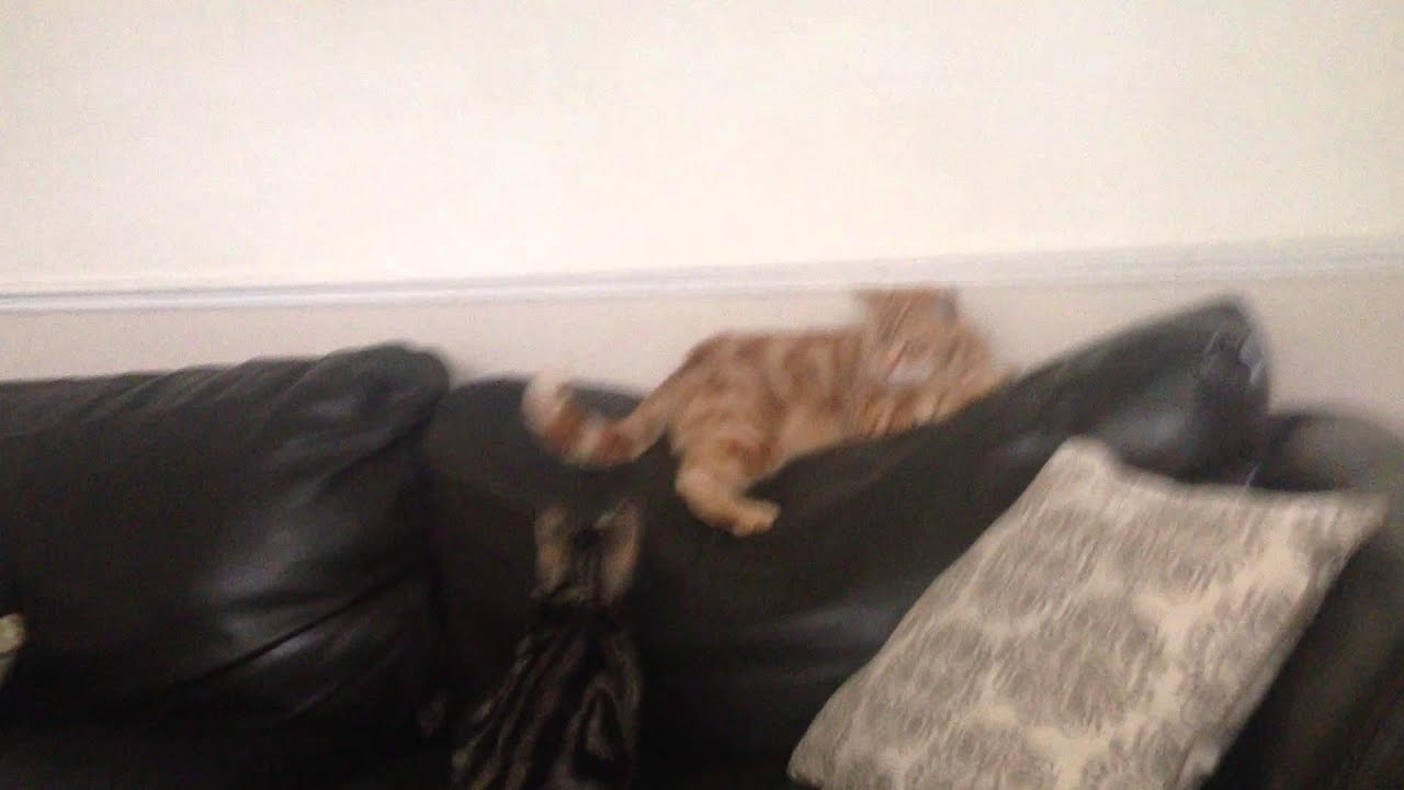 big fat grumpy ginger cat - YouTube