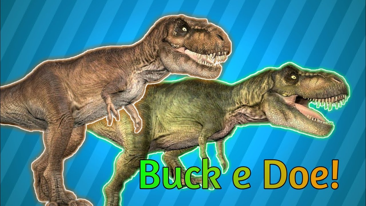 Buck e Doe ! - YouTube