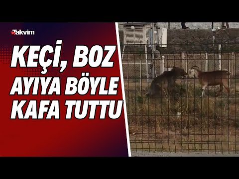 Keçi, boz ayıya böyle kafa tuttu! Keçinin inadı canını kurtardı