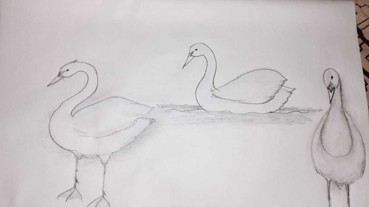 EASY DRAWING OF A SWAN || HOW TO DRAW SWAN EASILY ? - YouTube