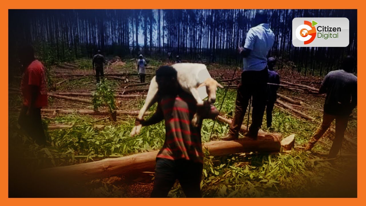 Runinga ya Citizen imefichua nyuso za wavamizi wa Northlands - YouTube