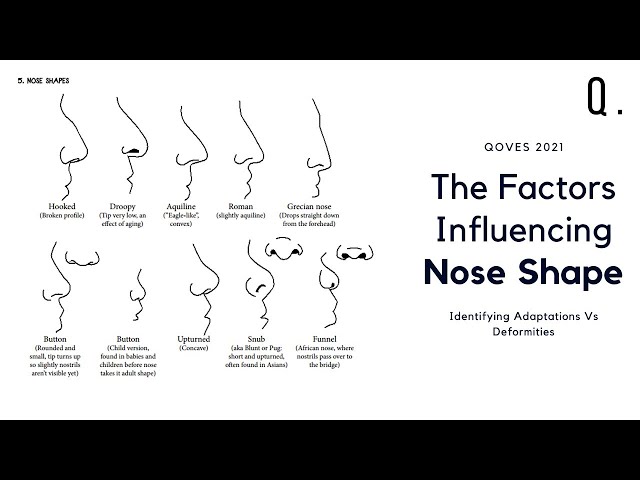 Nose Shapes And Names