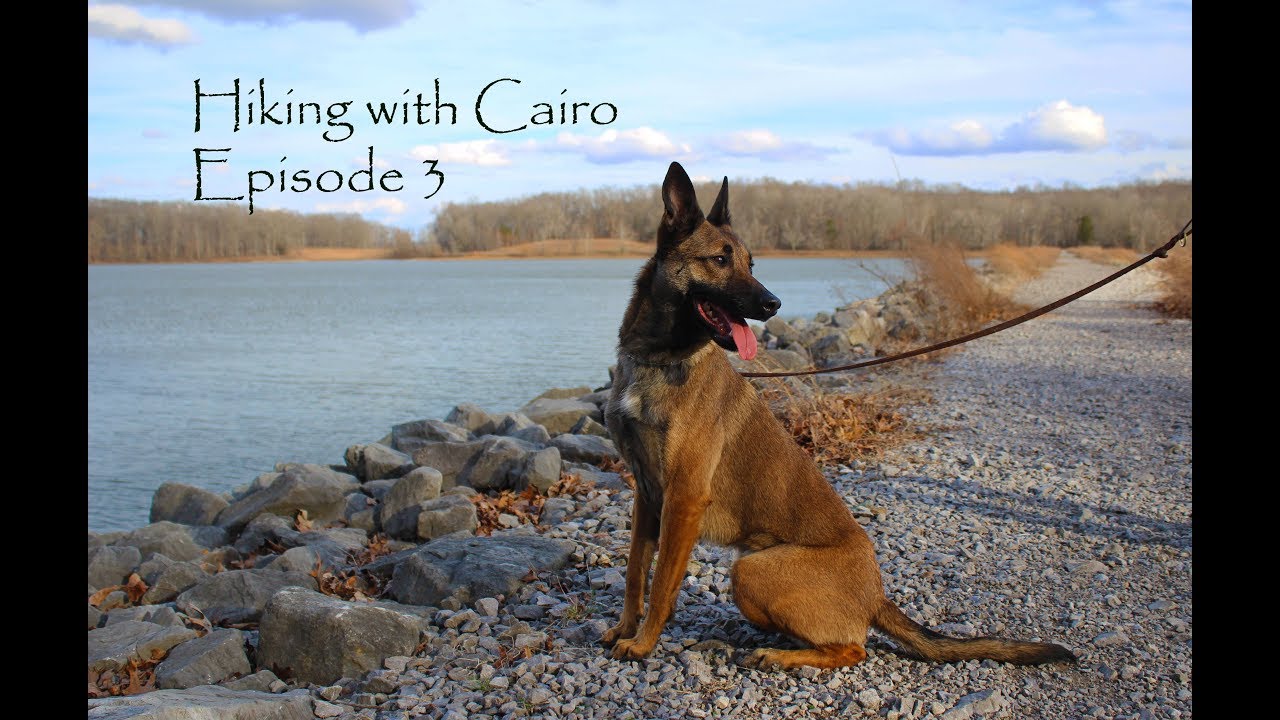 Sneaking Past Coyotes with Our Malinois | Hiking with Cairo: Episode 3 ...