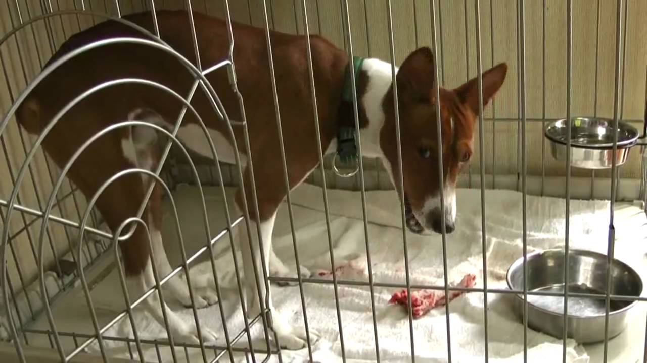 鈴木君～牛の骨に挑戦！！ Basenji eat crunchy bones - YouTube