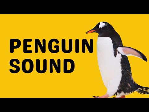 Penguin Sound | Bray