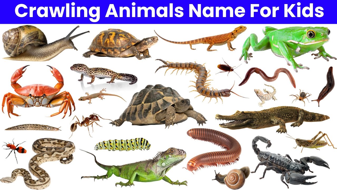 Top 20 Crawling Creatures Every Toddler Loves To Watch 🐍🐢🦎 - YouTube