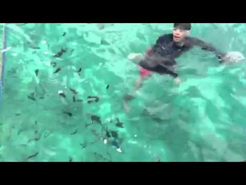 RV playing with the fish in Looc, Romblon fish sanctuary - YouTube