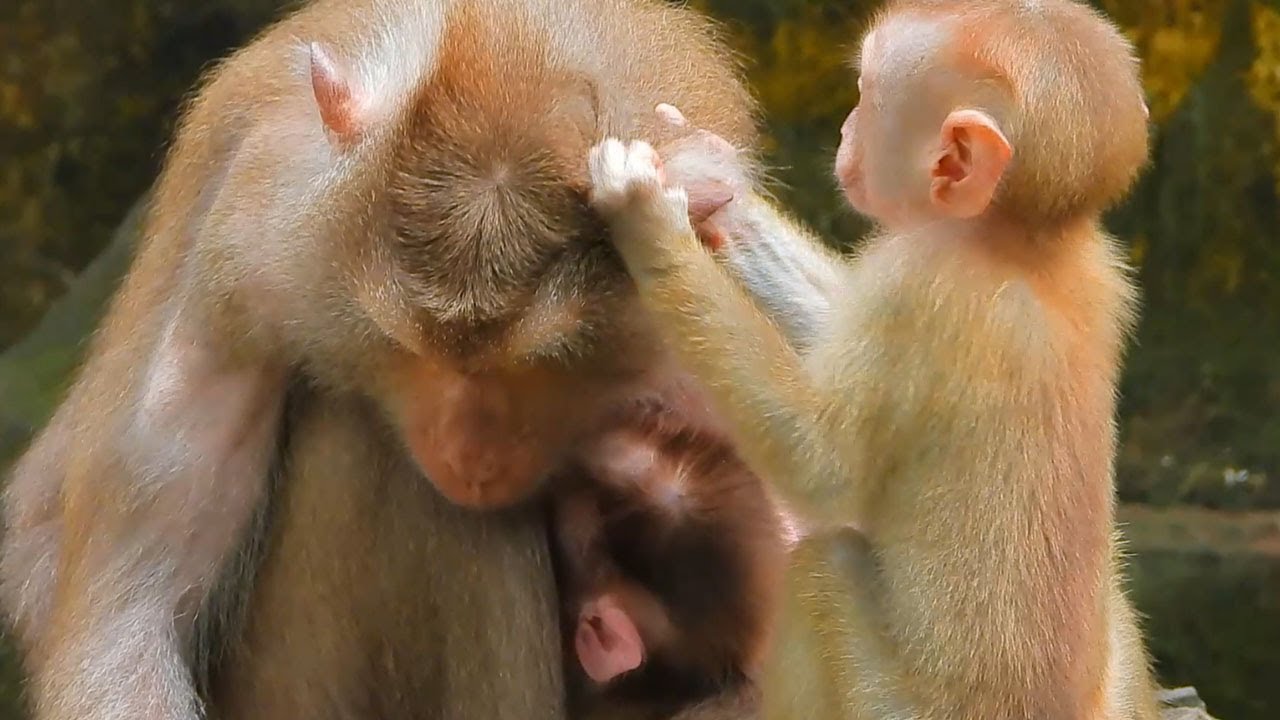 Incredibly Kind Young Monkey Lucy works hard to look for something on ...