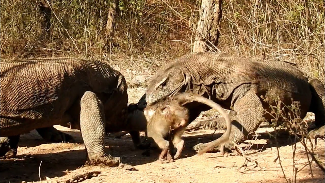 Komodo Hunt young monkey - YouTube