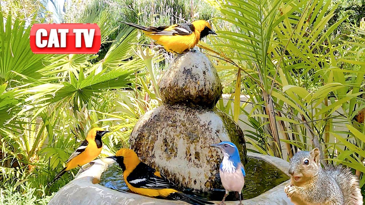CAT TV | 🐦 Bathing Birds, 🐭 Munching Mice, and 🐿️ Scampering Squirrels | Videos For Cats | Dog ...