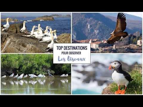 Top destinations pour observer les oiseaux en France - Birdwatching ...