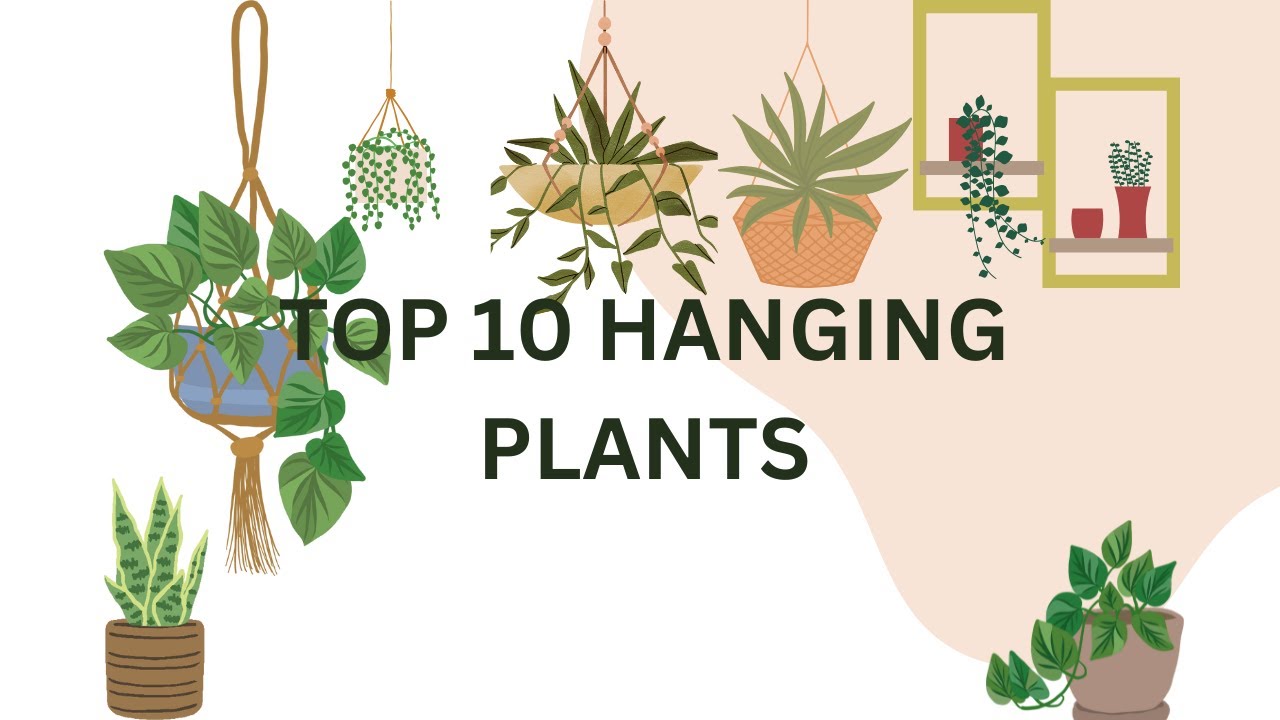 Top 10 Hanging Plants for Your Home - YouTube