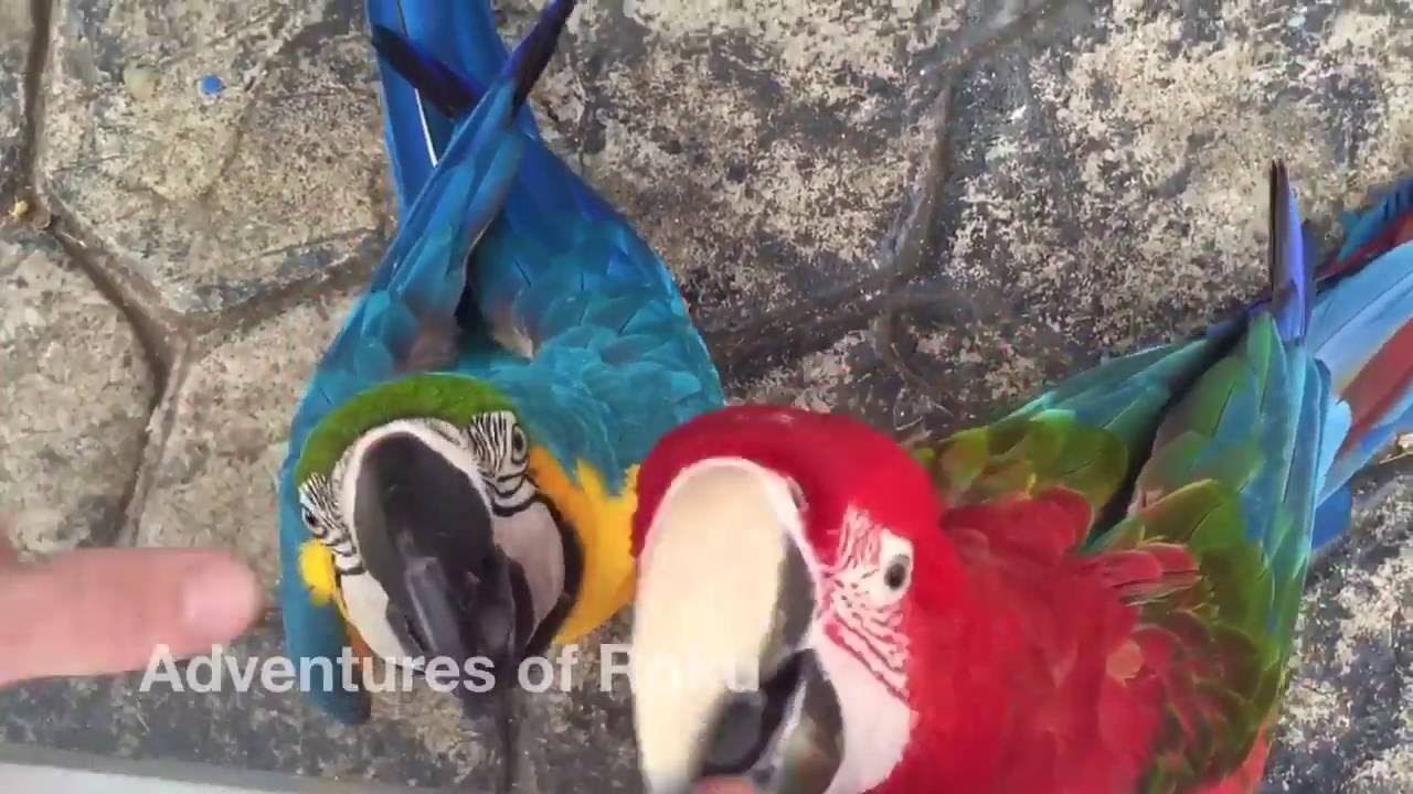 Fun & games with Macaws - YouTube