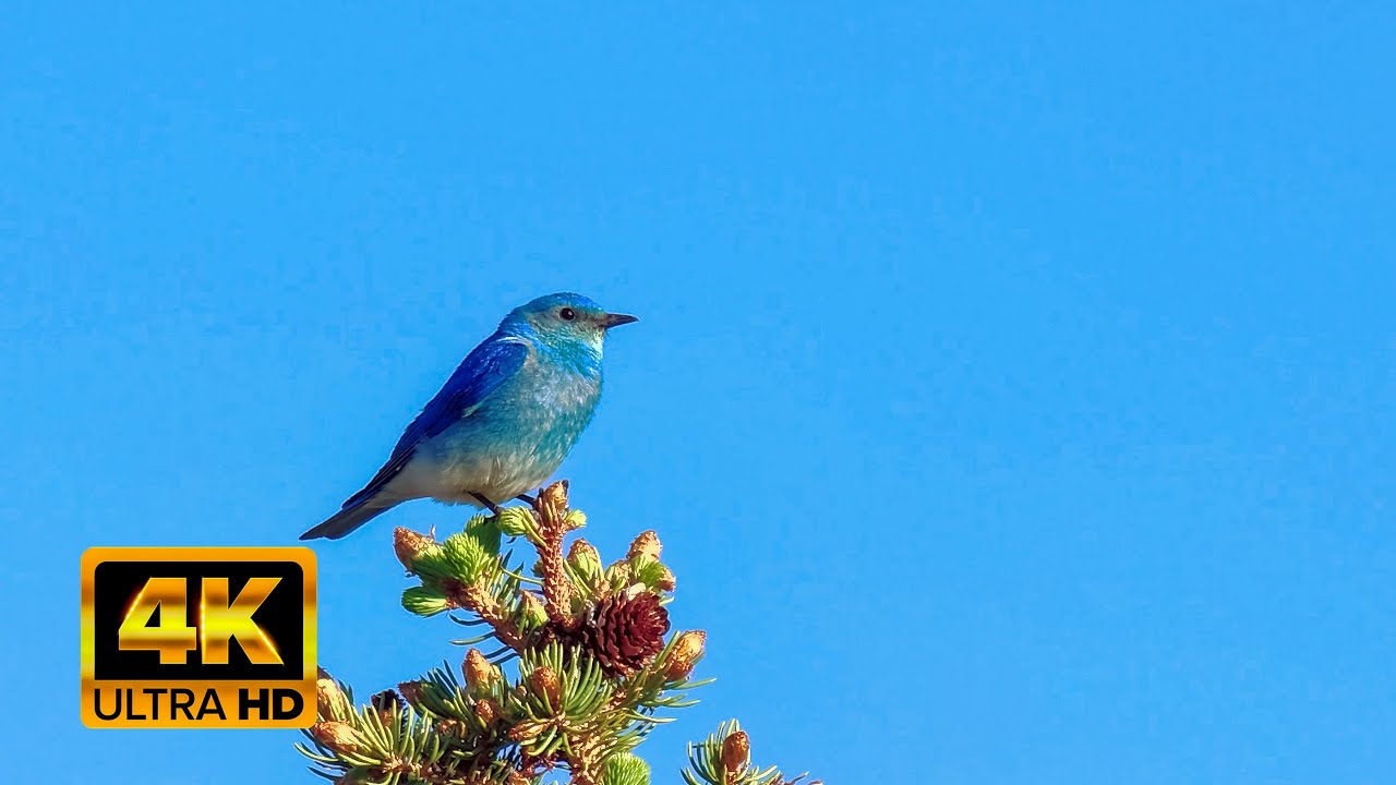 Mountain Bluebird and Humming Birds. 🌄 4k UHD - YouTube
