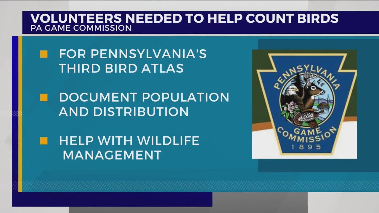 Volunteers Needed to Help Count Birds - YouTube