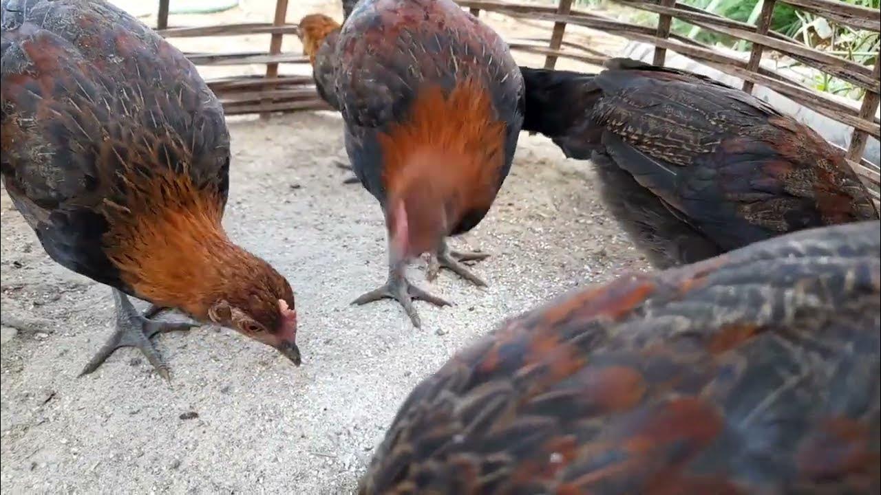 Muab Kuv Cov Qaib Dib Pom Ob Thaij Rau Tus Npawg Saib - YouTube