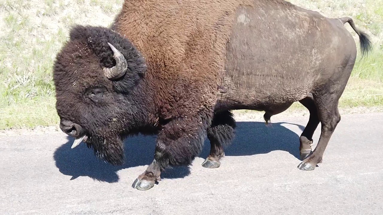 Bison Tongue - YouTube