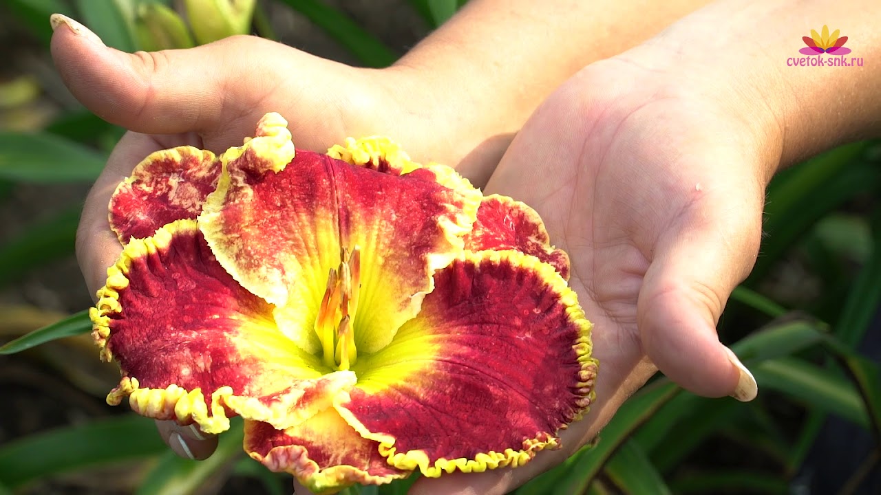 Лилейник Blindingly Beautiful. Июнь 2018 - YouTube